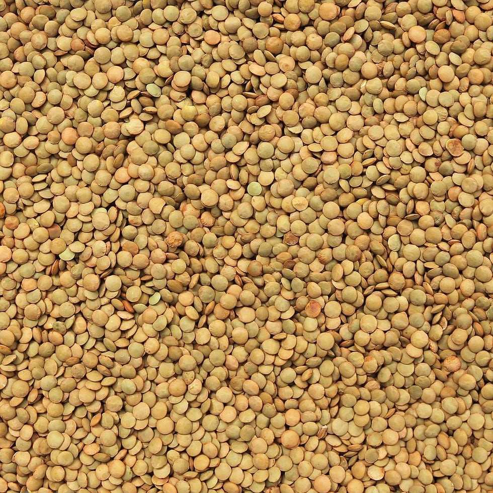 ORGANIC LENTILS, Green (Laird) – Om Foods | Organic Matters