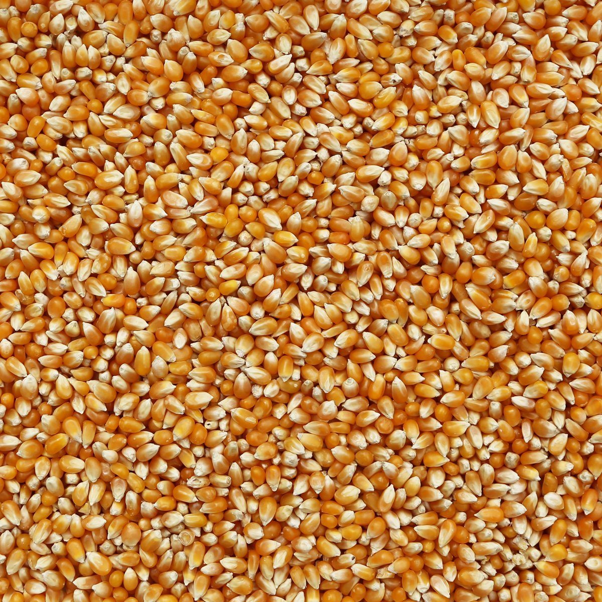 POPCORN, yellow – Om Foods | Organic Matters