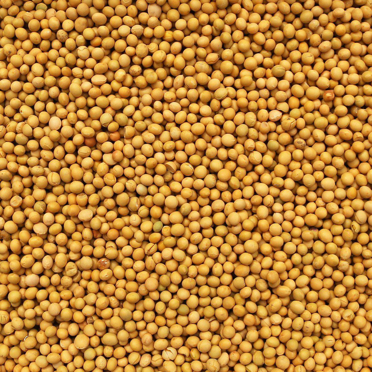 ORGANIC SOY BEANS – Om Foods | Organic Matters
